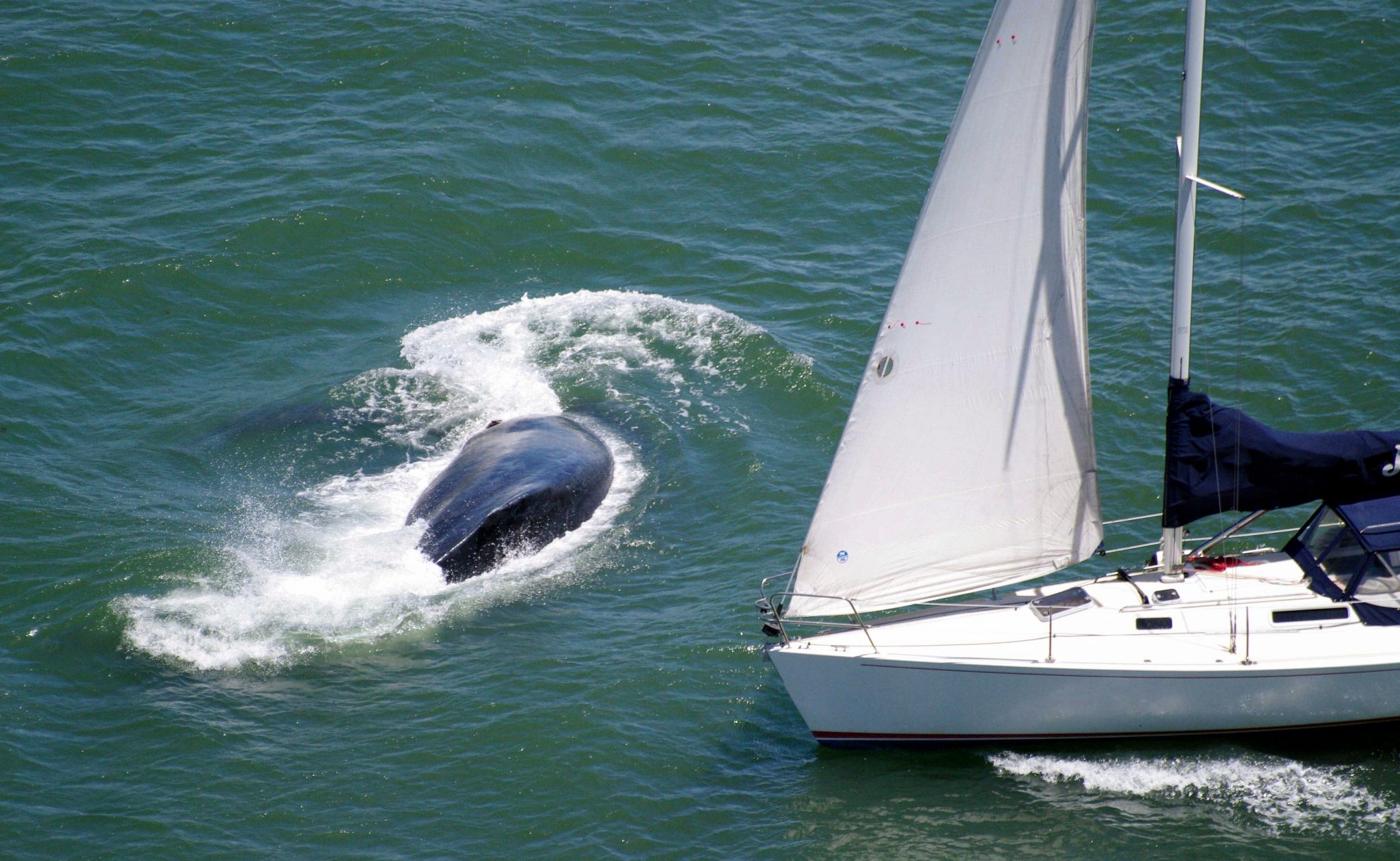 Whale barely dodges oncoming sailboat near Golden Gate Bridge