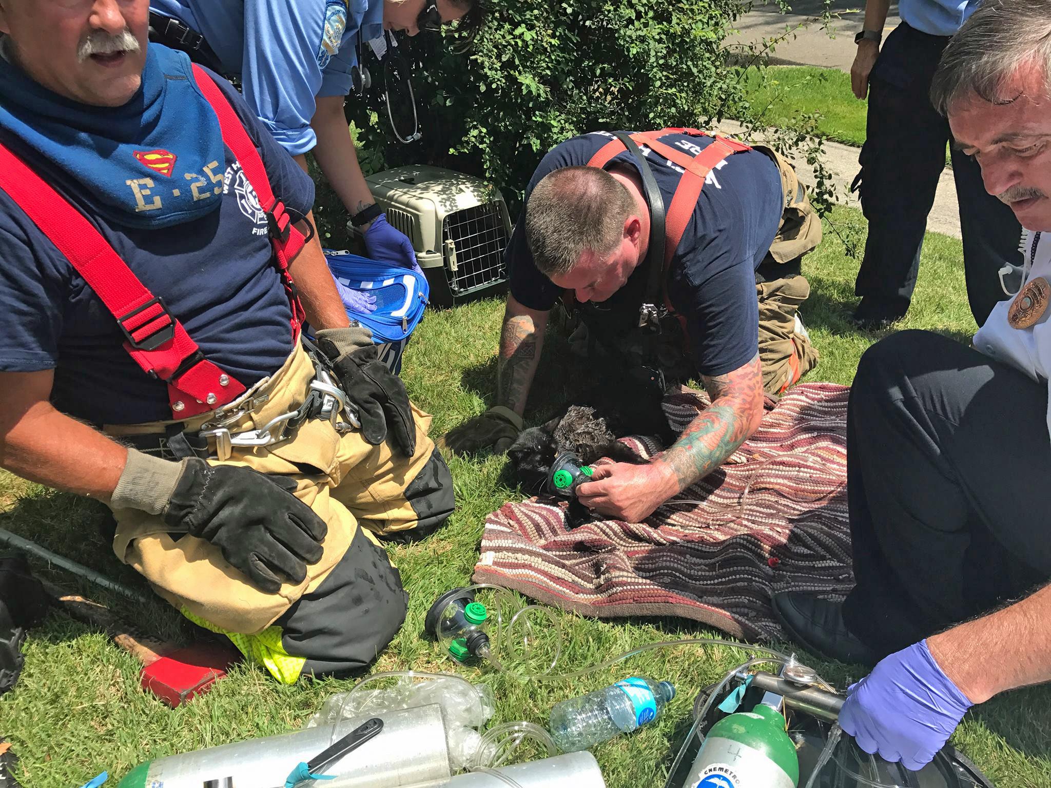 Dozens of cats perish in West Haven house fire