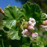 Currant events: Ribes fill the garden with birds, blooms