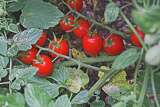You’ll be crushing on the new 2021 Rodeo Tomato, Ruby Crush