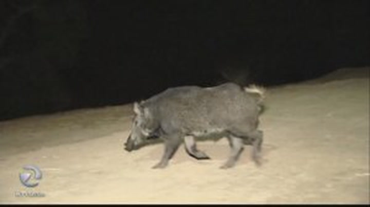 Hordes of wild pigs going hog wild in Bay Area neighborhoods