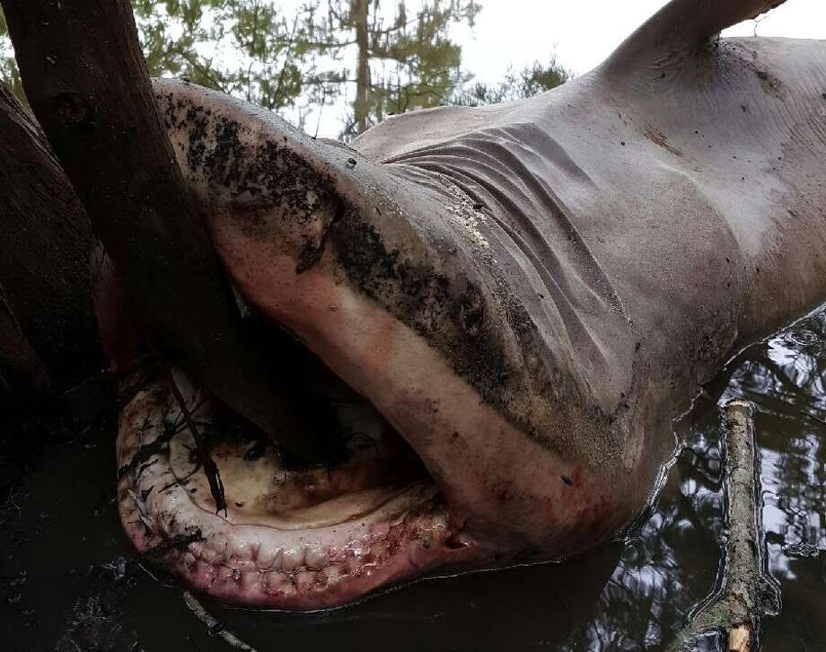 Shark found in Liberty County lake appears to be dumped, says game ...