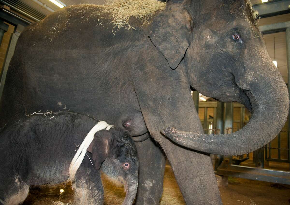 Female baby elephant born at the Houston Zoo