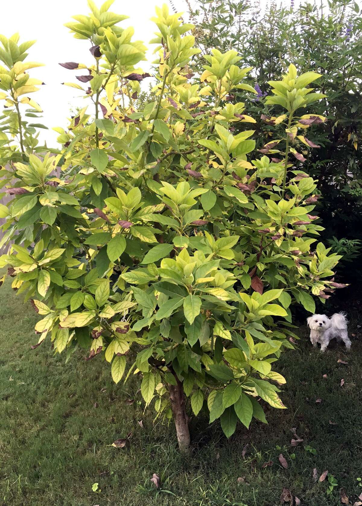 Hackberry could be dead because of old decaying stump
