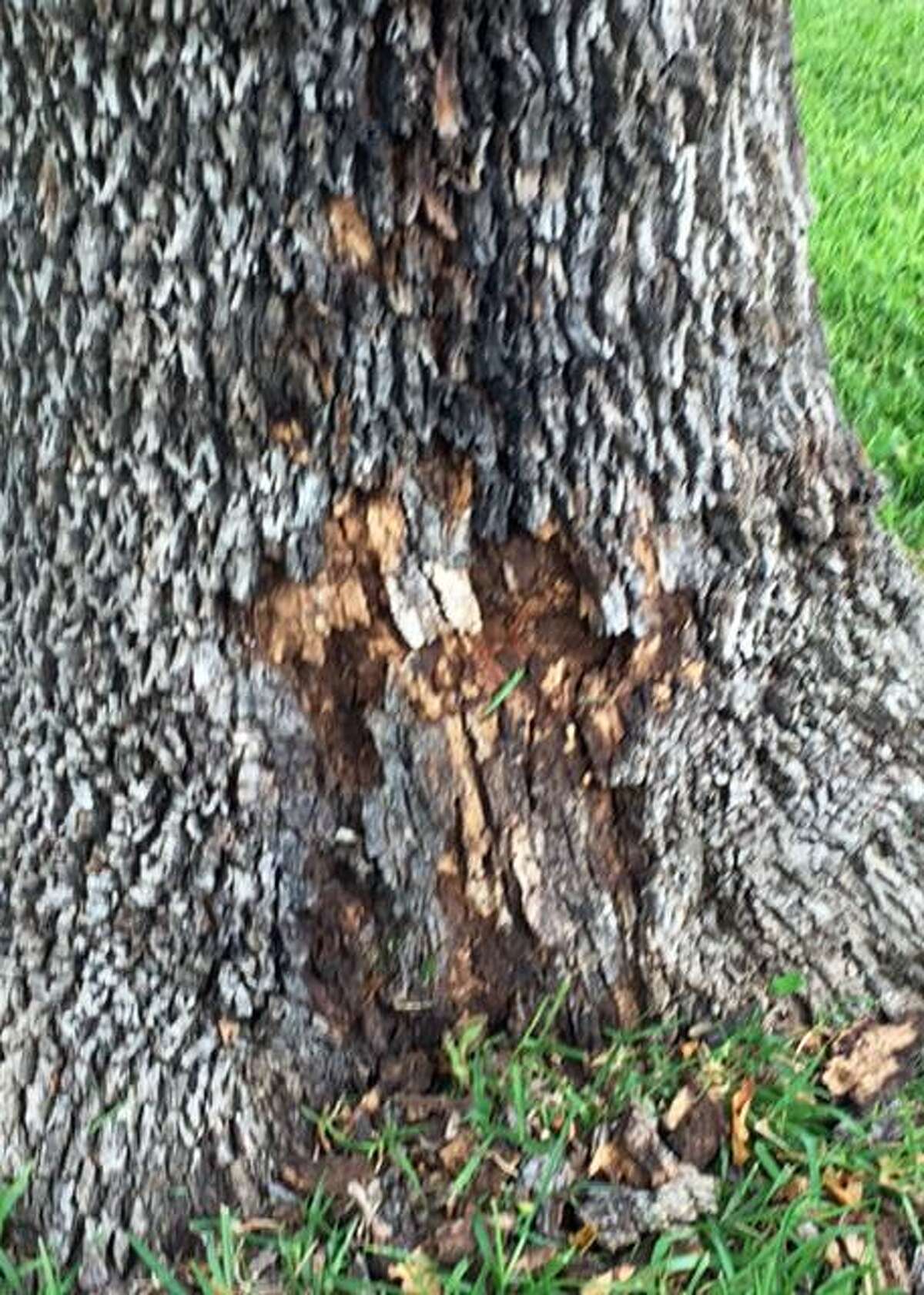 Hackberry could be dead because of old decaying stump