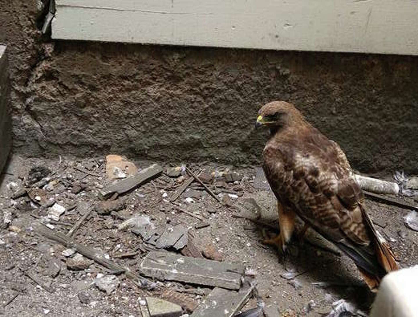 SF man catches, releases hawk stuck outside his apartment ... without a ...