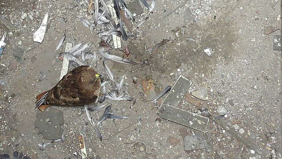 SF man catches, releases hawk stuck outside his apartment ... without a ...