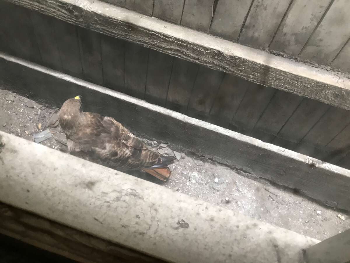 SF man catches, releases hawk stuck outside his apartment ... without a ...