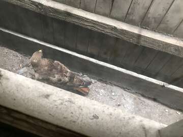 SF man catches, releases hawk stuck outside his apartment ... without a ...