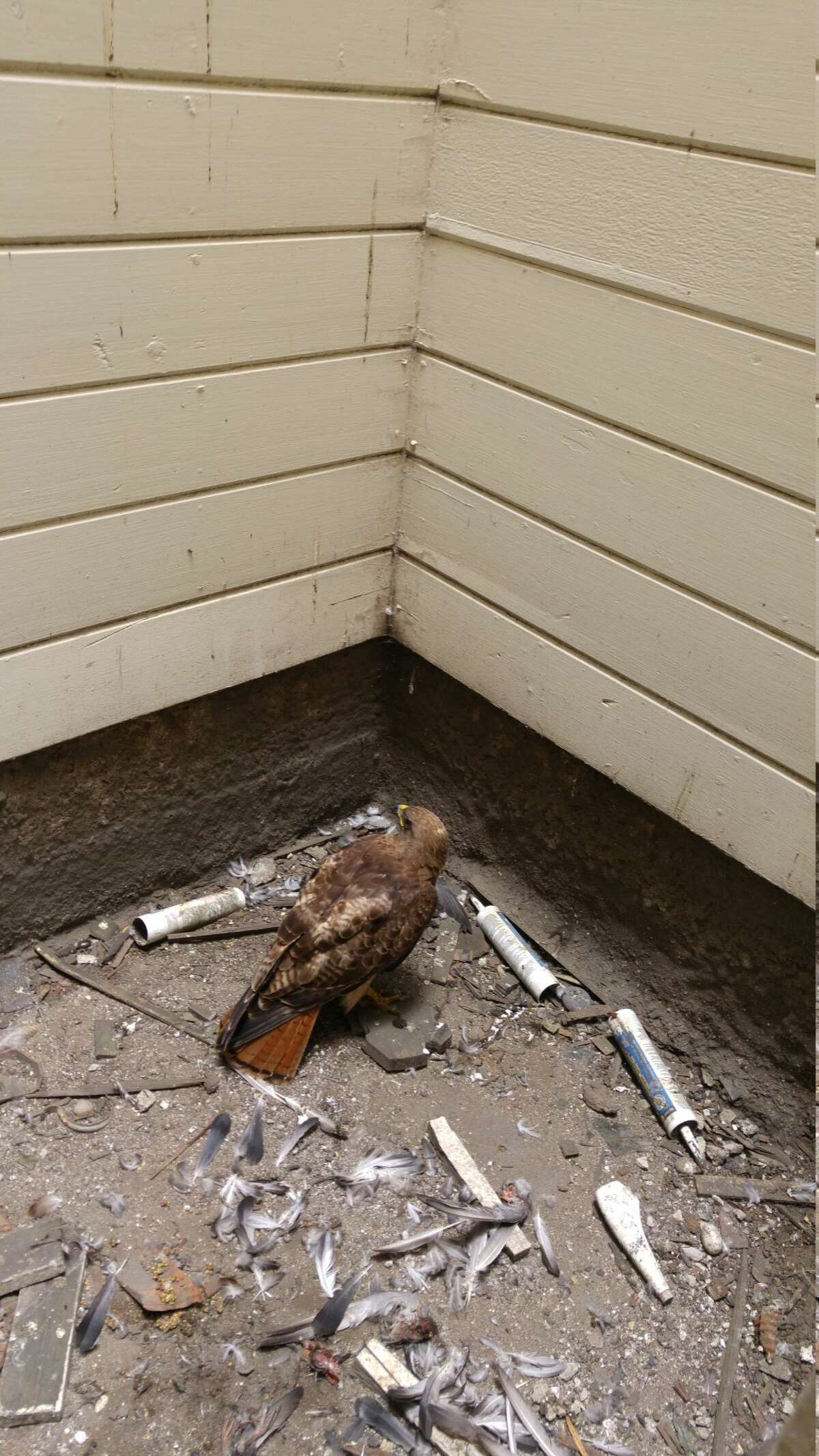 SF man catches, releases hawk stuck outside his apartment ... without a ...