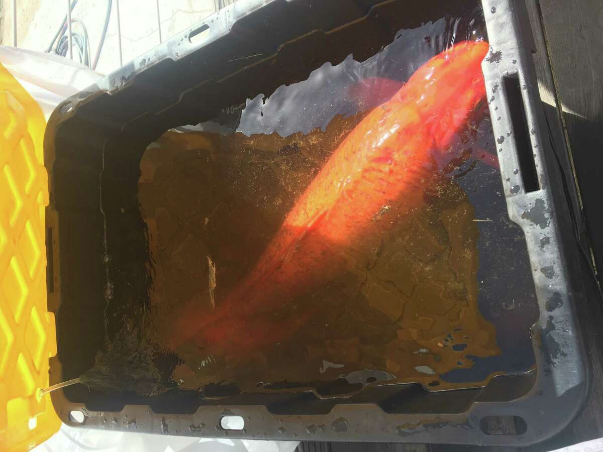 Big Poppa: A big-fish story