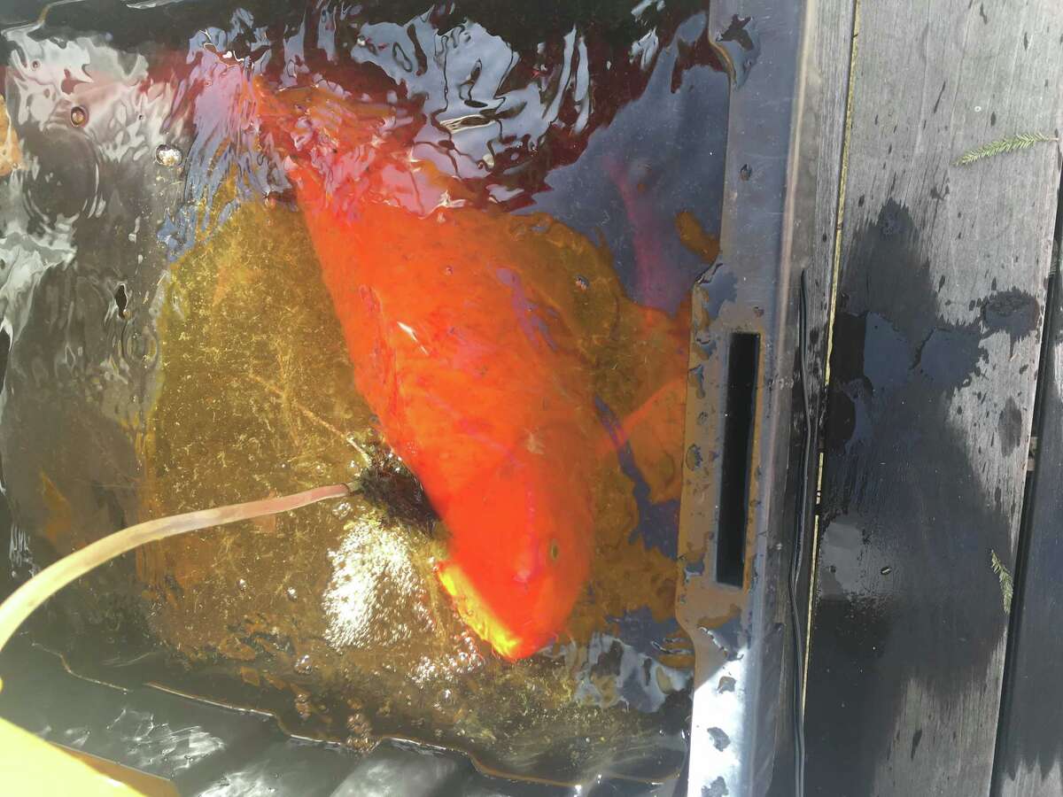 Big Poppa: A big-fish story