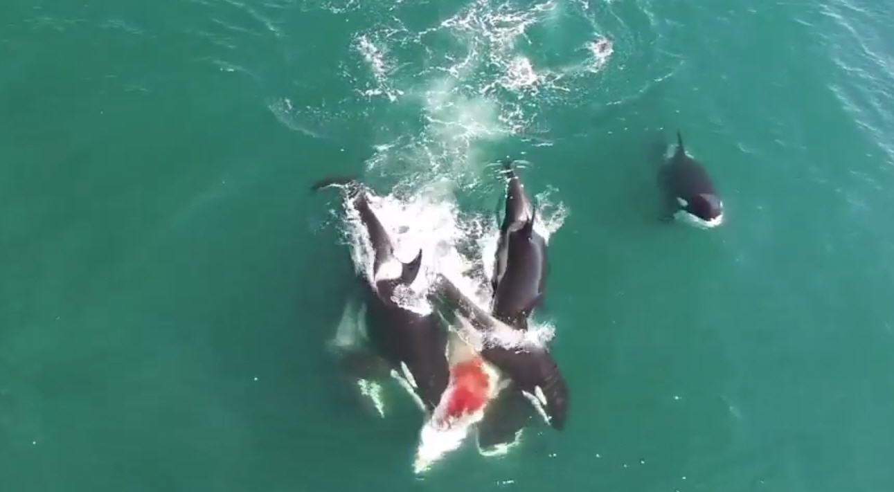 Video: Dramatic drone footage shows orcas feasting on minke whale