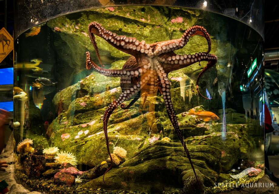 Big aquarium expansion to boost capacity, transform waterfront ...