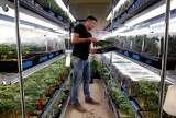 Sonoma County challenges for pot supremacy as others turn away