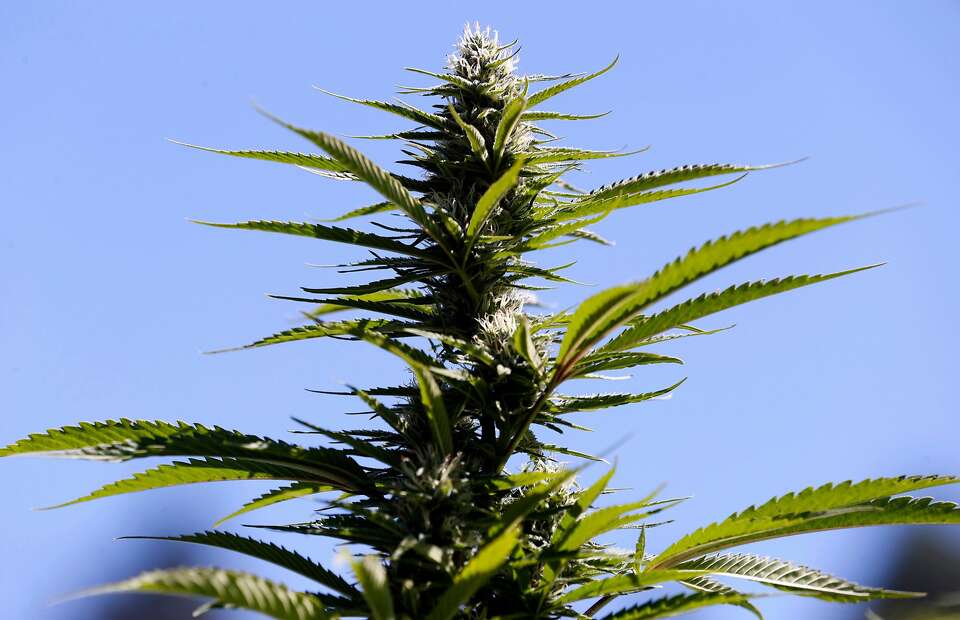 Sonoma County challenges for pot supremacy as others turn away