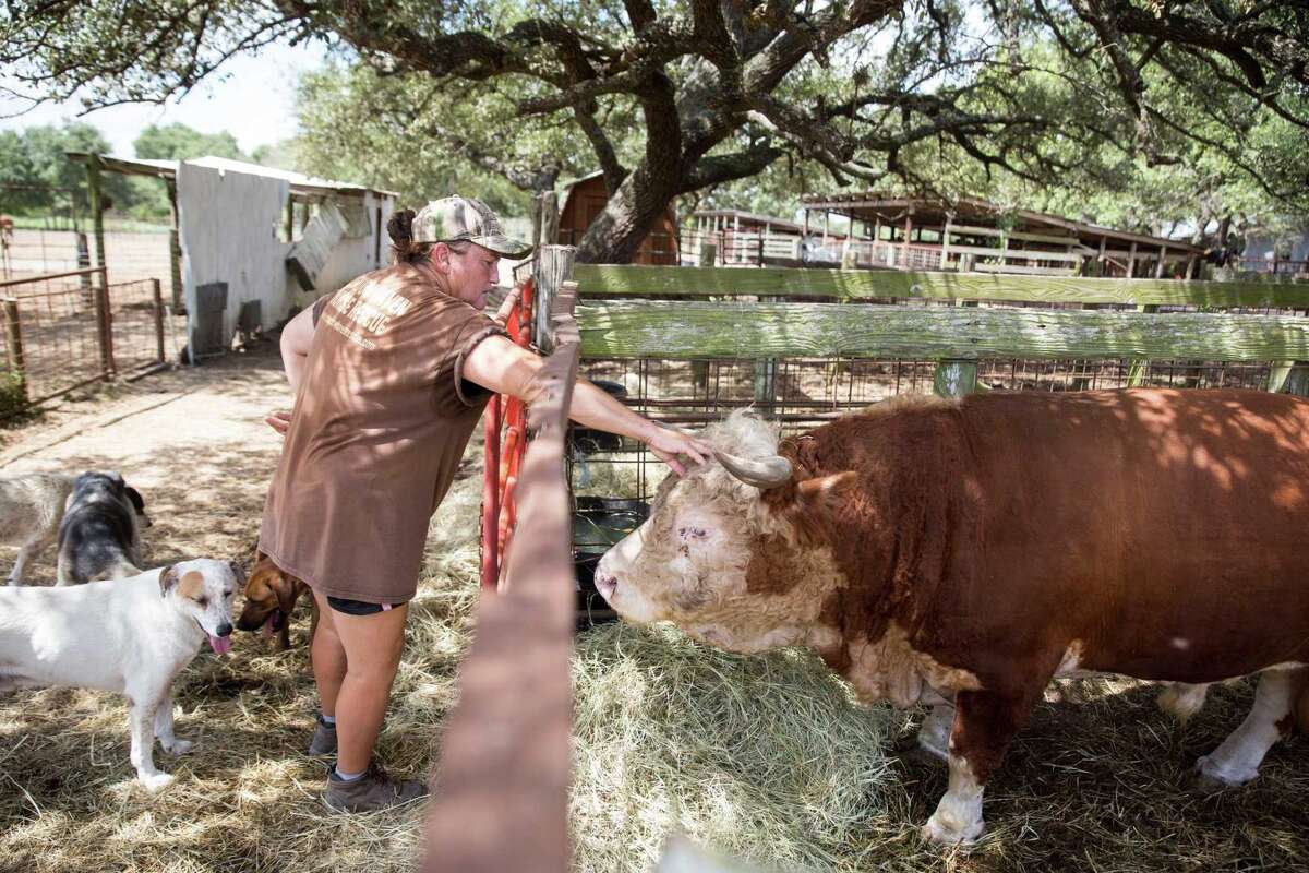 Seized horses find welcome home at rescue ranch in Smiley