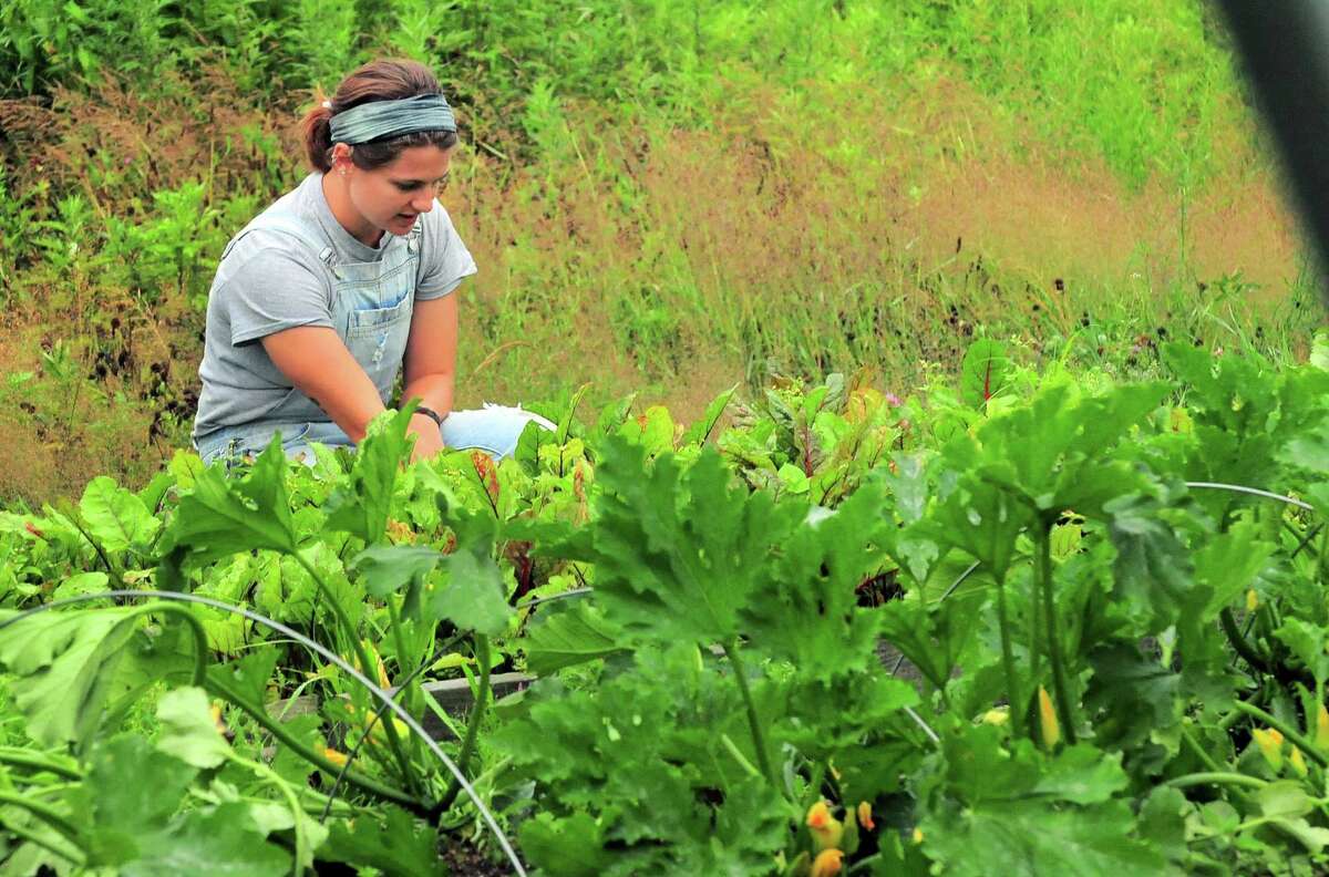 In Bridgeport, urban farming continues to grow despite challenges