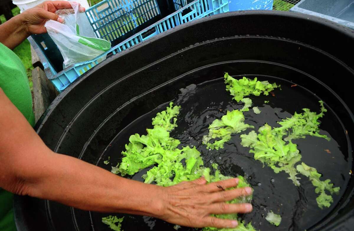 In Bridgeport, urban farming continues to grow despite challenges