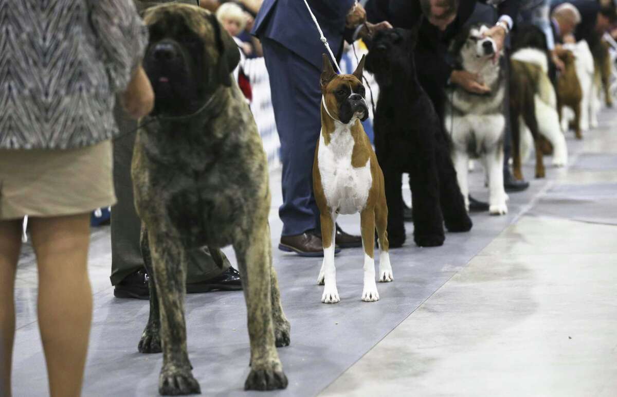 Four-day dog show brings handlers and owners from across the U.S.