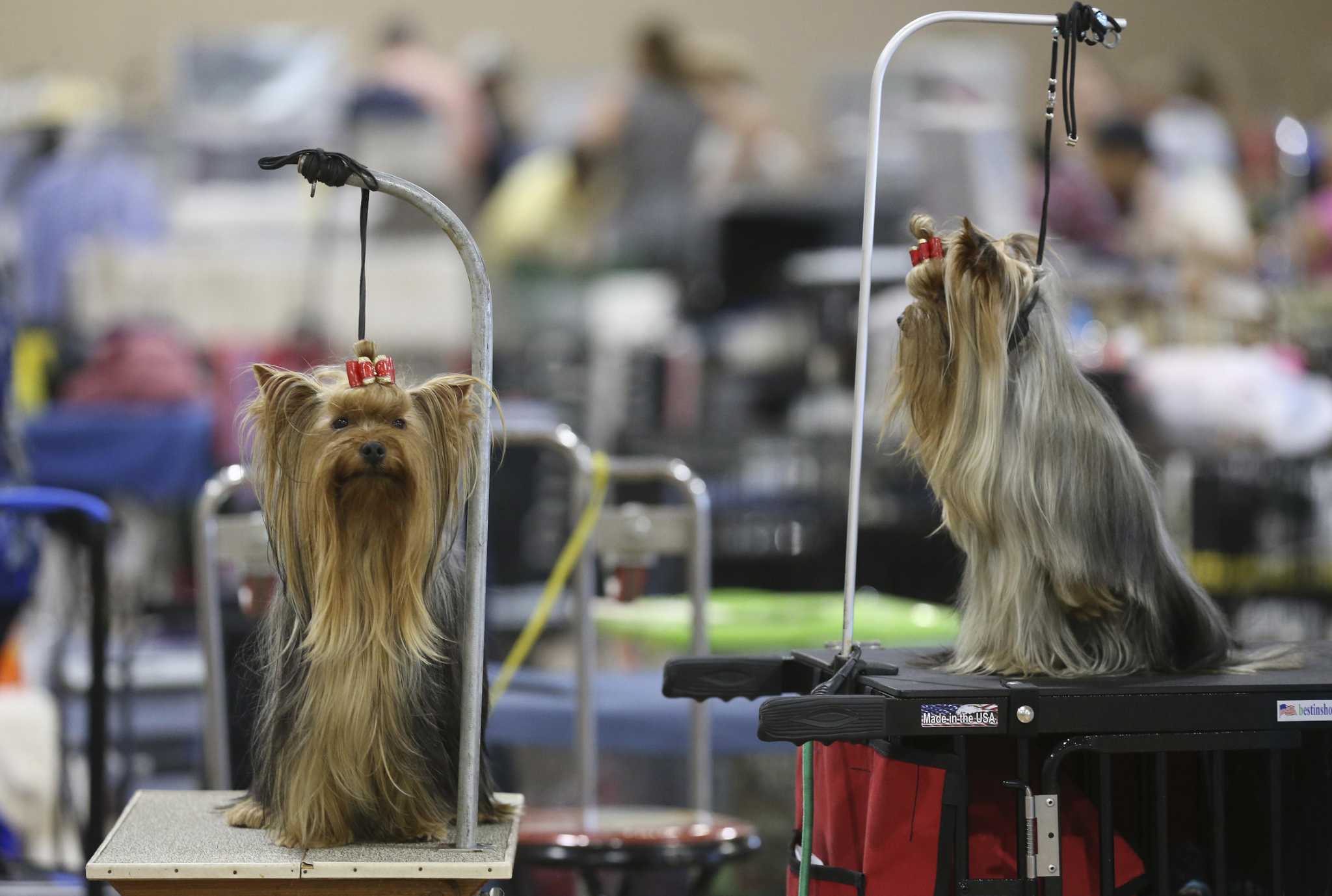 Four-day dog show brings handlers and owners from across the U.S.
