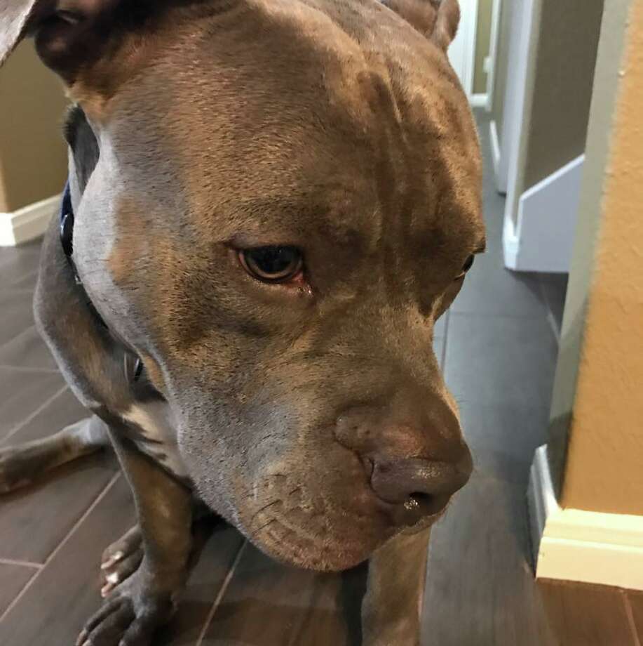 Police shoot and kill pit bull at family party - Houston Chronicle