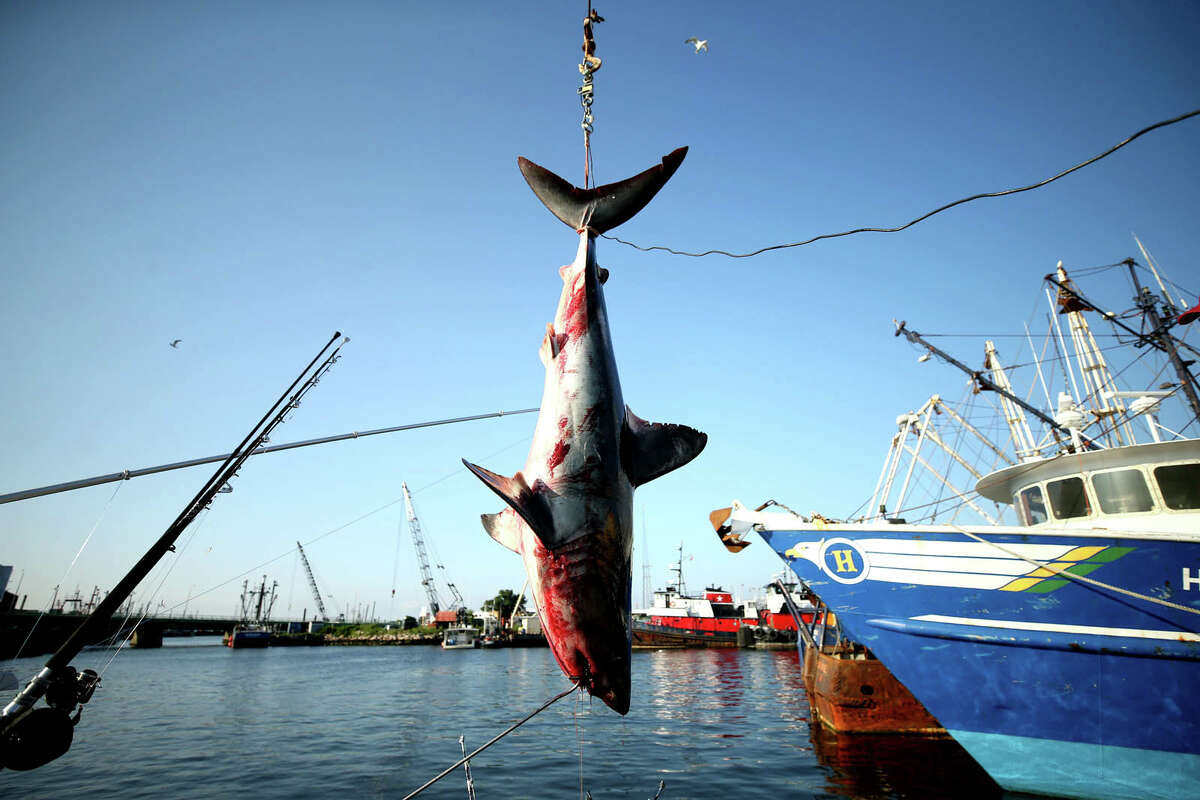 Atlantic shark fishing tournament yields monster catches near where ...