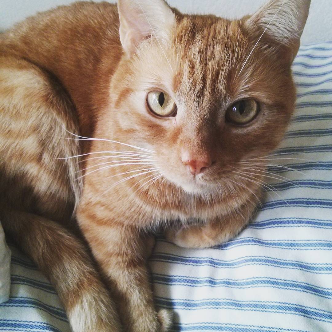 Pet Swagger: Meet Django, the cat