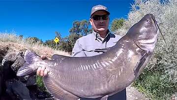 Sightings: Giant catfish could be a record