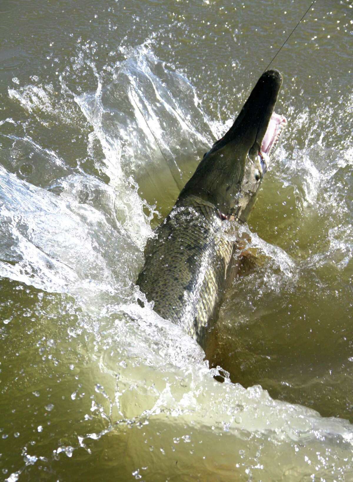Alligator gar are Texas angling's rising star