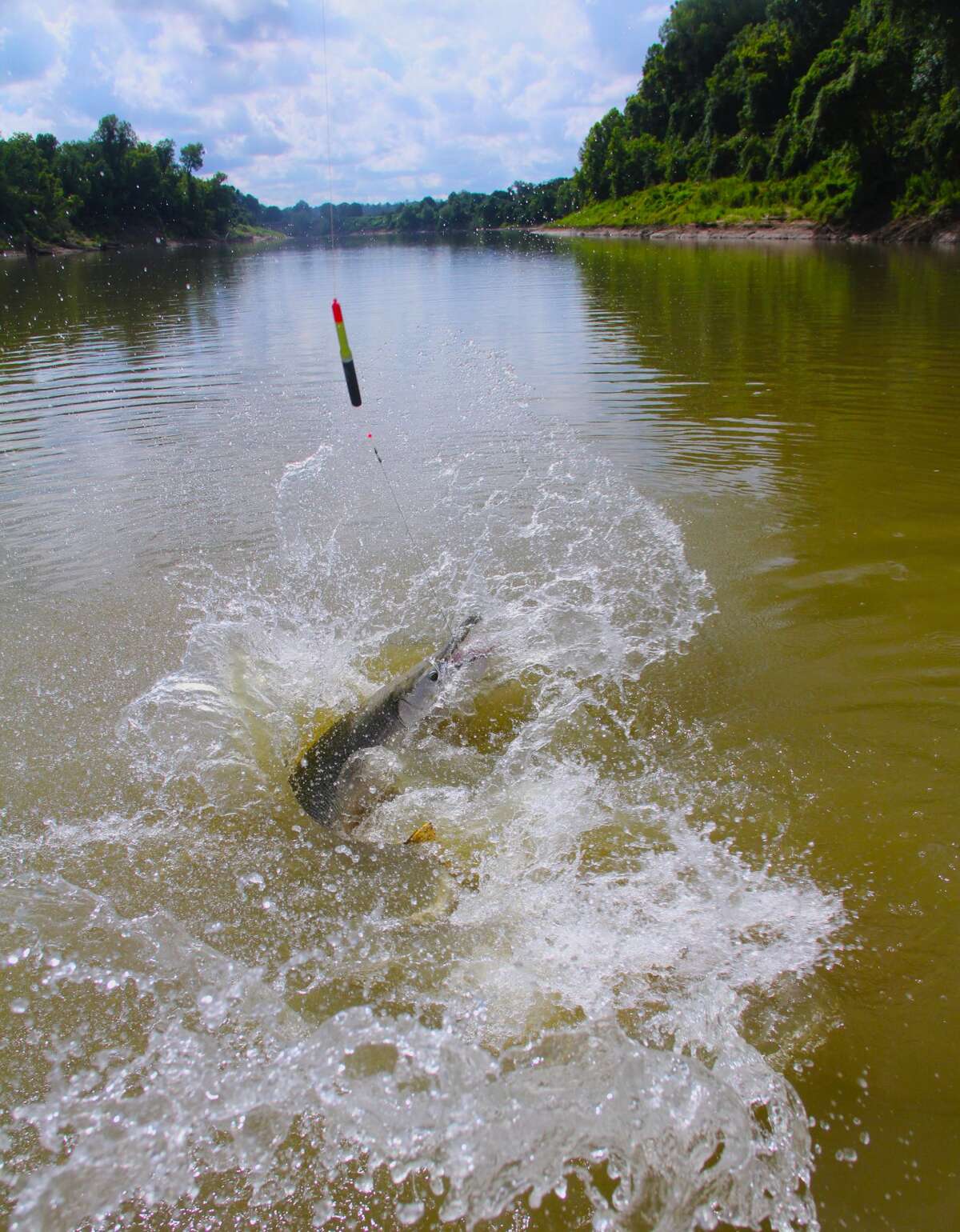 Alligator gar are Texas angling's rising star
