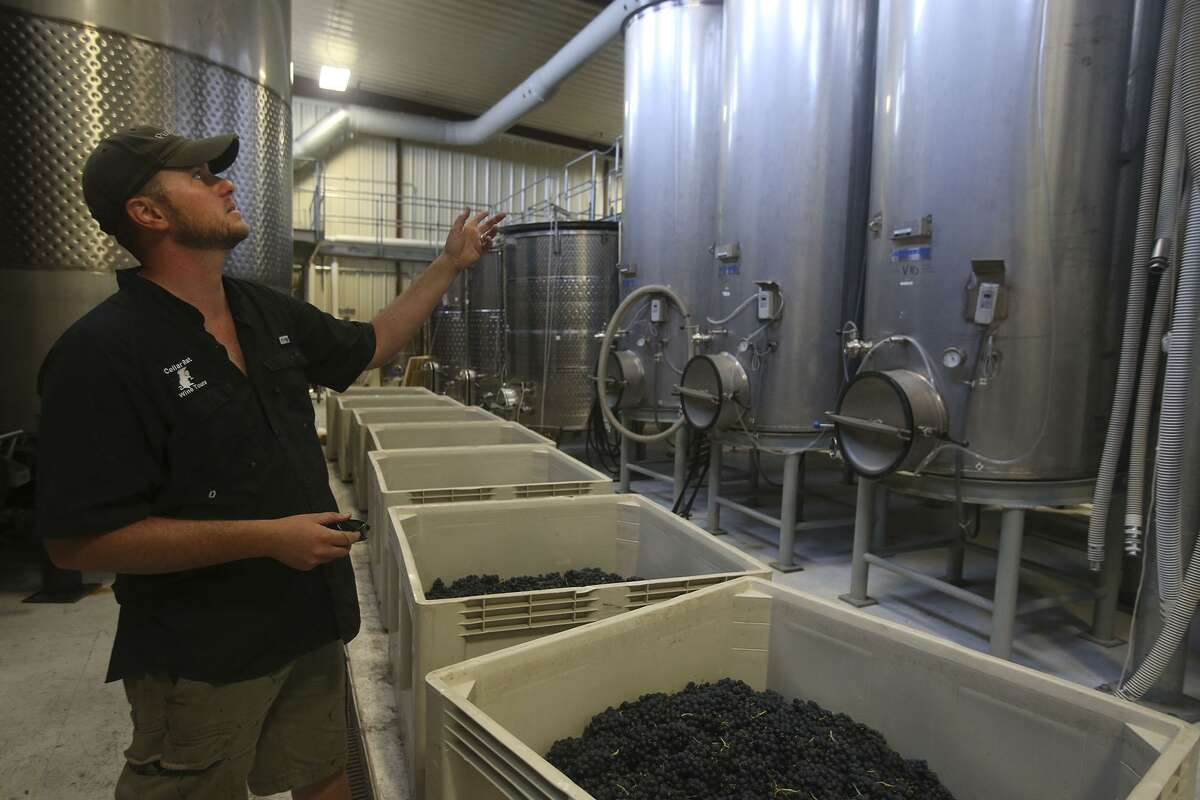 Warm winter makes for early wine harvest in Texas Hill Country