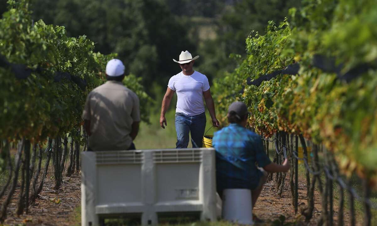 Warm winter makes for early wine harvest in Texas Hill Country
