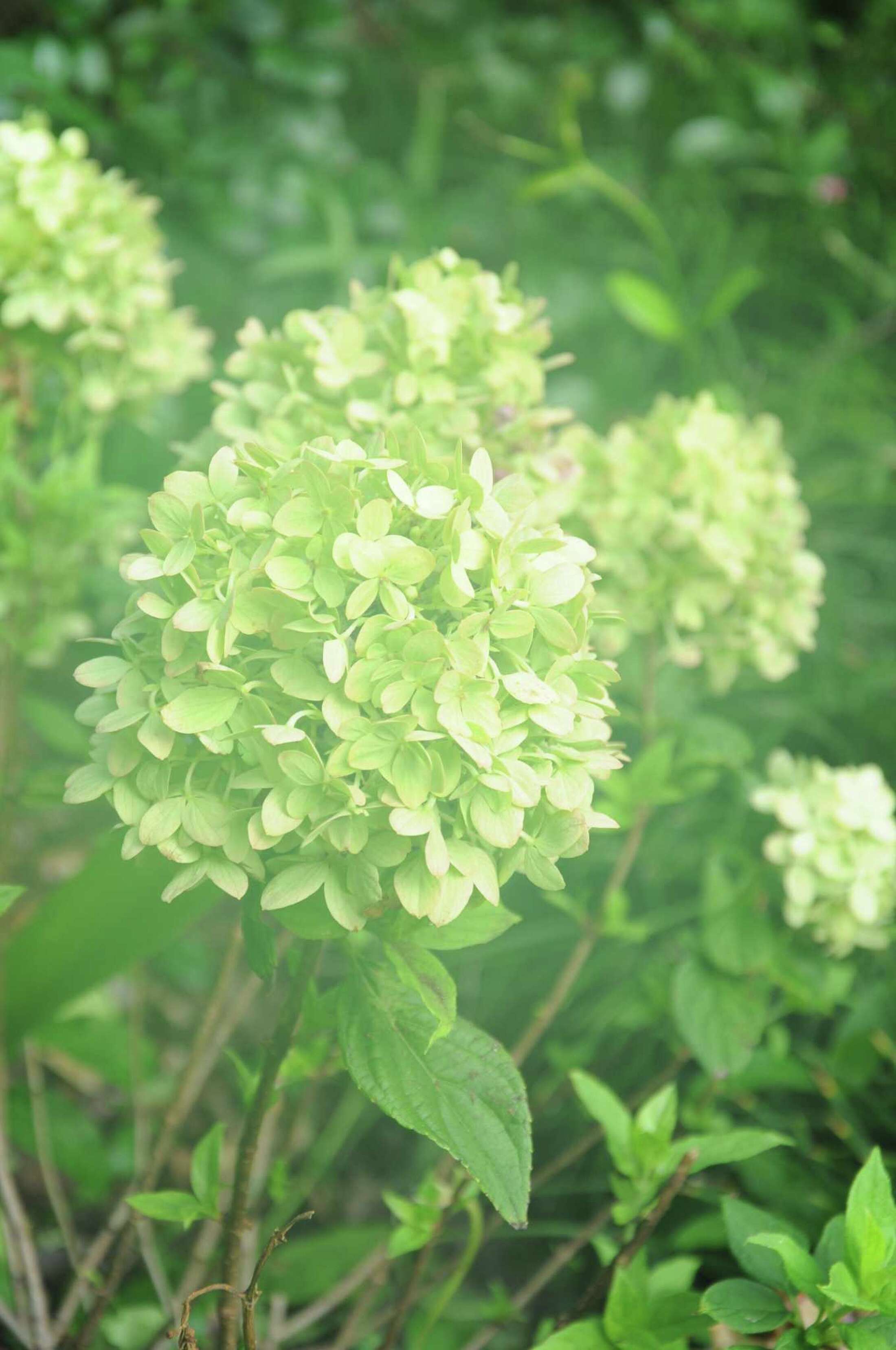 How hydrangeas end up stealing the show