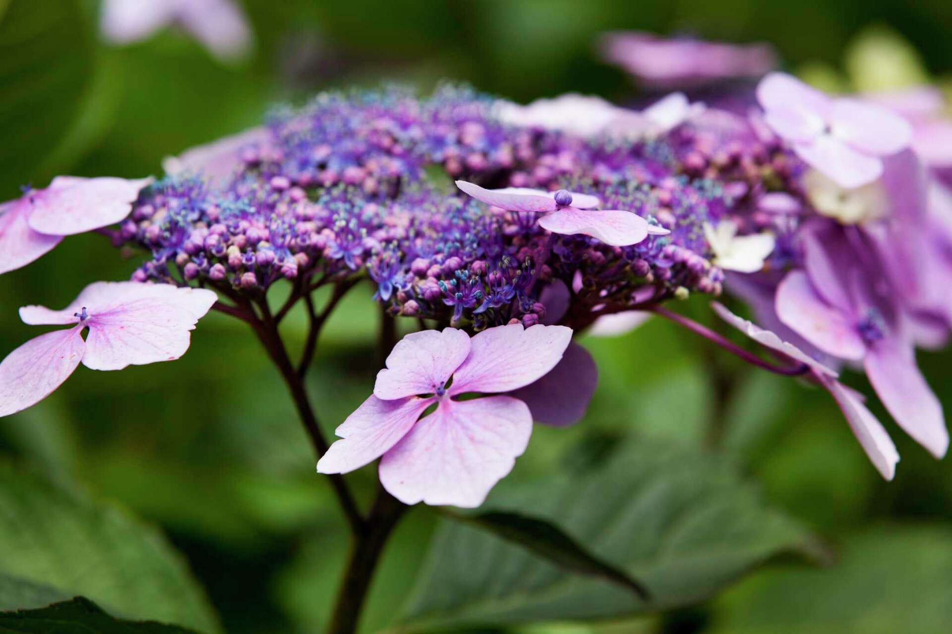 How hydrangeas end up stealing the show
