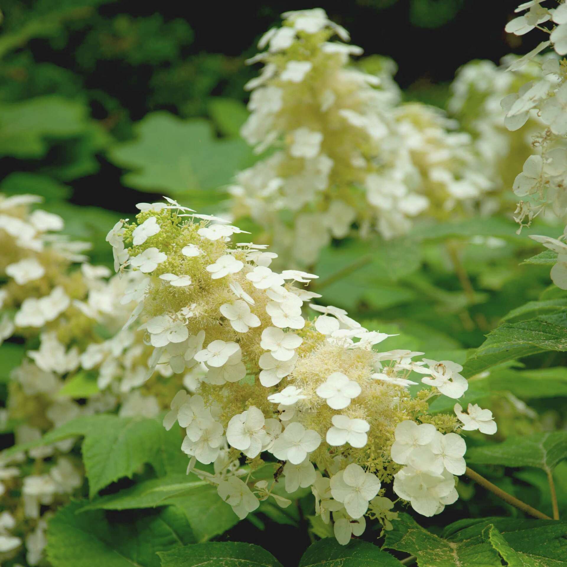 How hydrangeas end up stealing the show