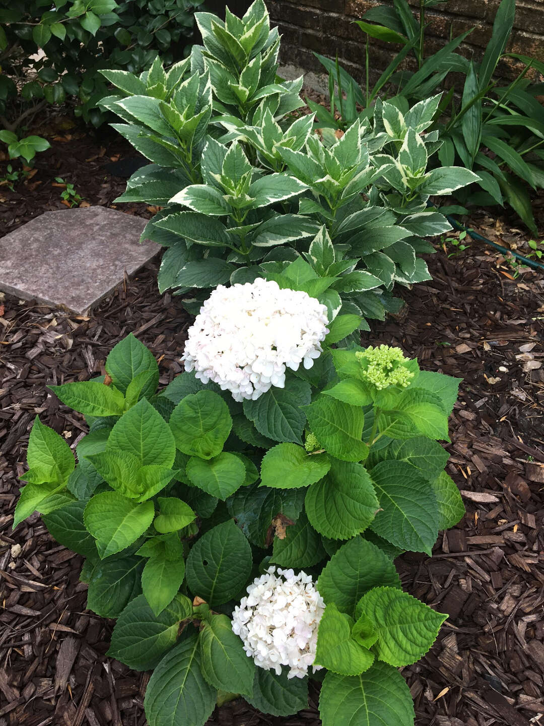How hydrangeas end up stealing the show