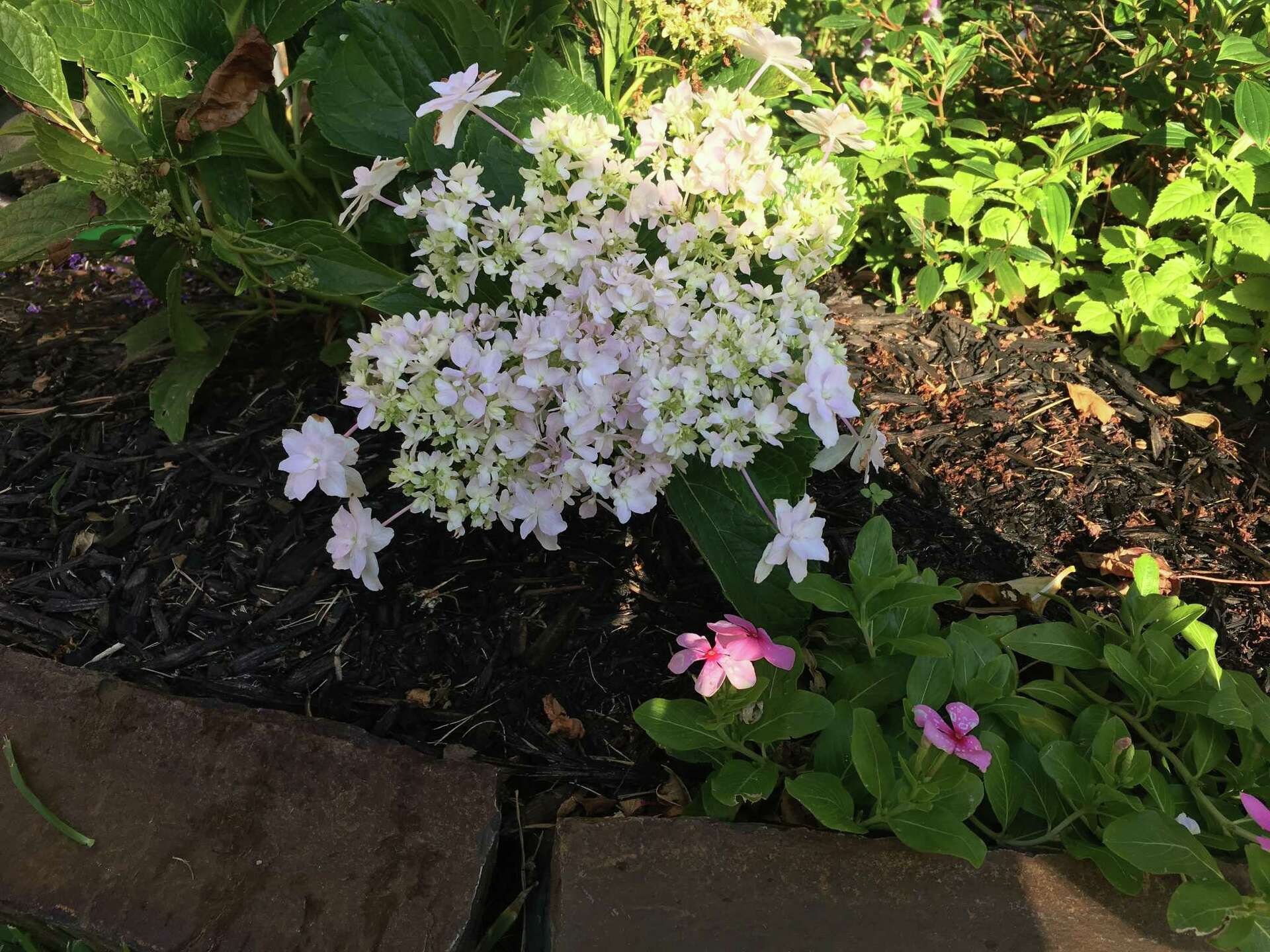How hydrangeas end up stealing the show