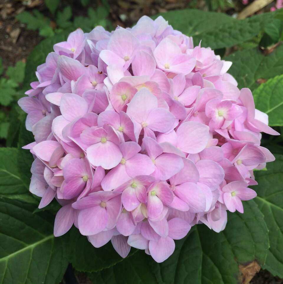 How hydrangeas end up stealing the show