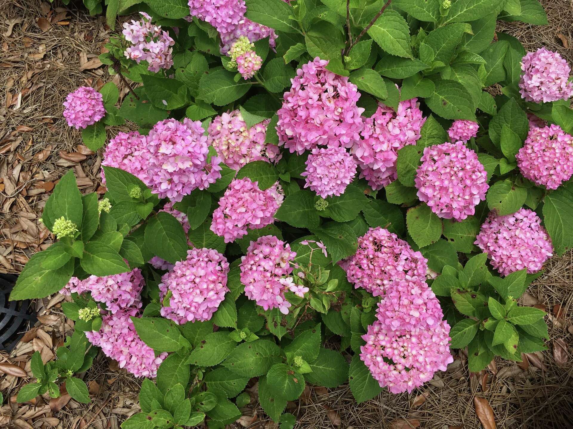 How hydrangeas end up stealing the show