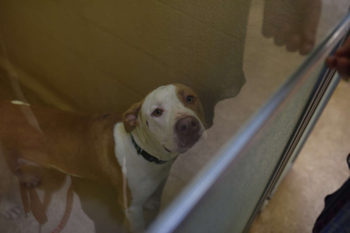 PHOTOS: Pups available for adoption at Midland shelter