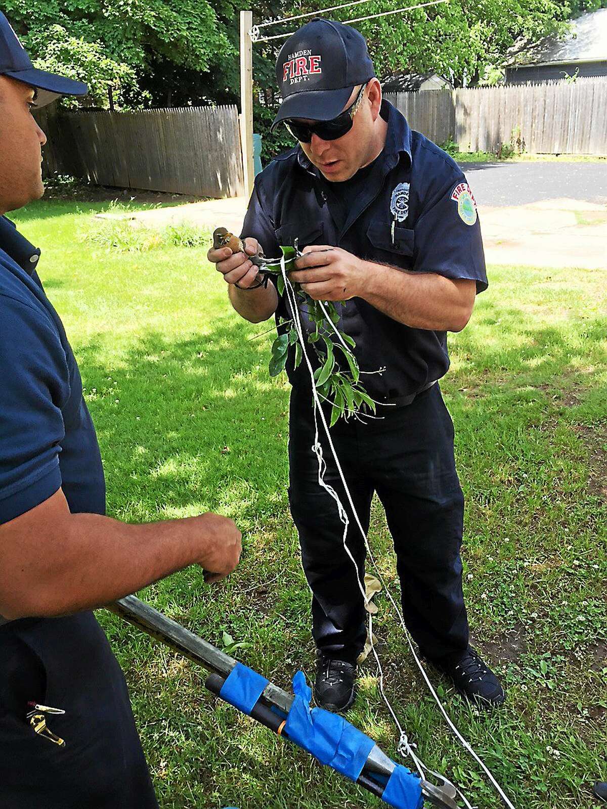Hamden firefighters rescue robin entangled in balloon string in tree