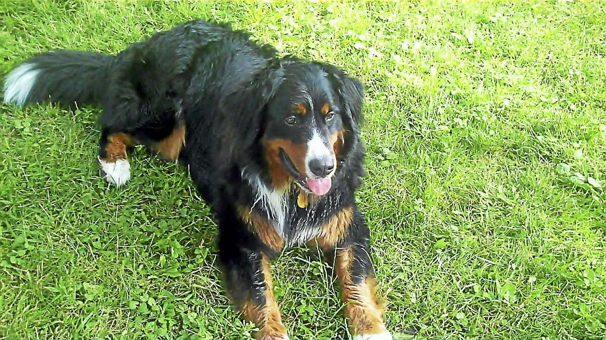 Tips To Keep Pets Safe During Dangerous Weather