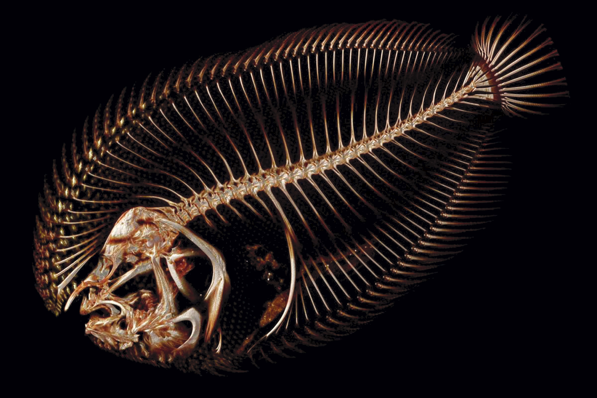 US-Scanning Fish Species