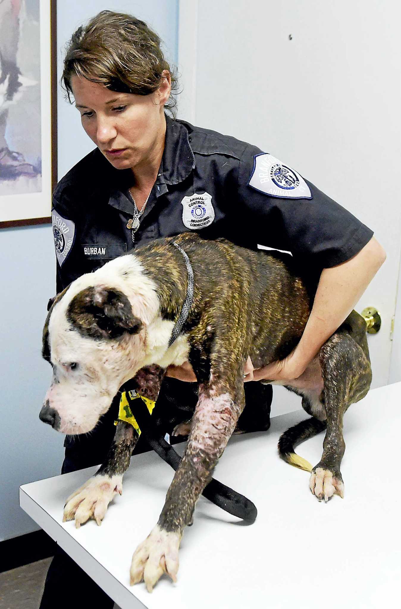 Dogfighting still a ‘blood’ sport in Connecticut