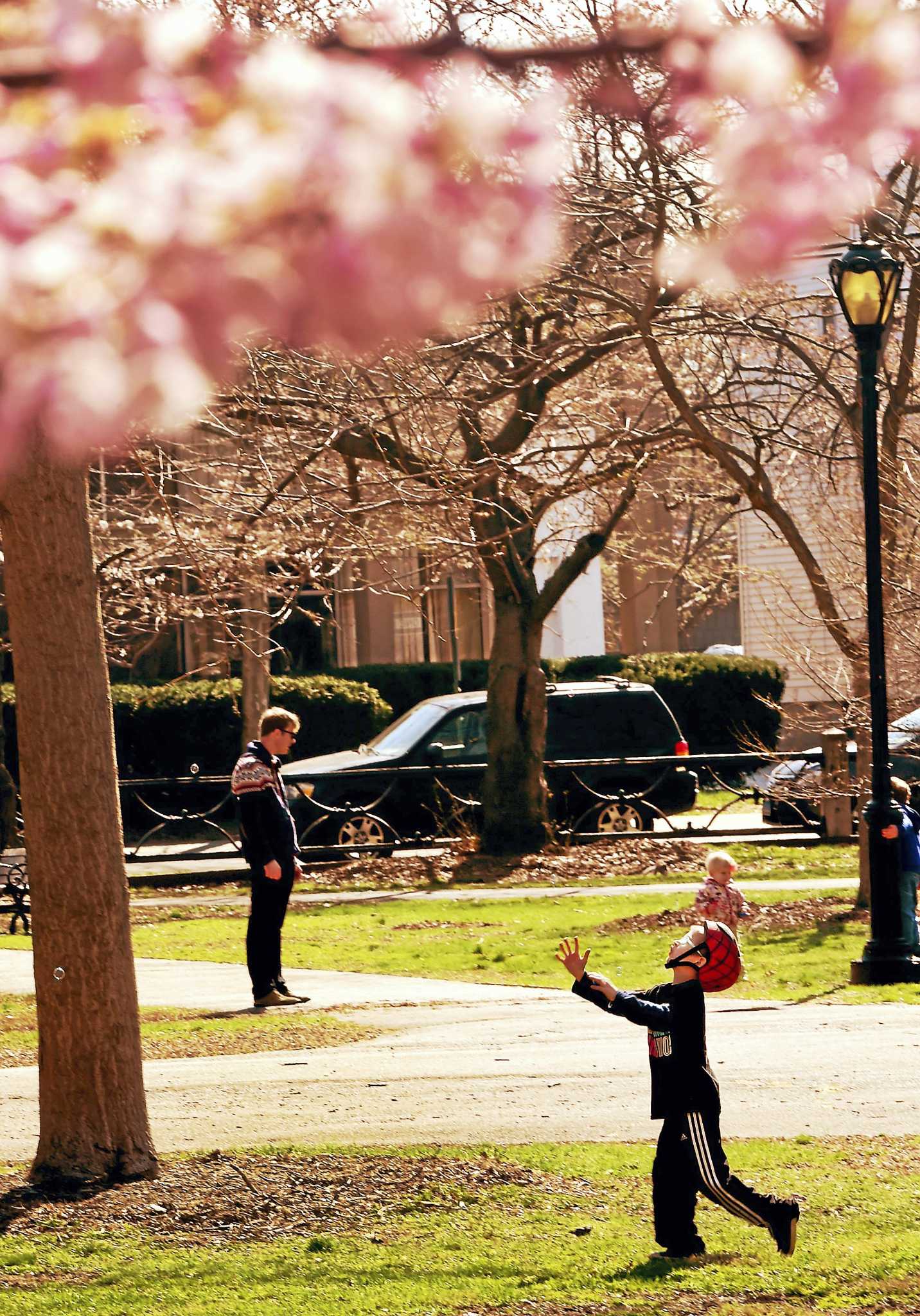 Wooster Square Cherry Blossom Festival returns April 23 in New Haven
