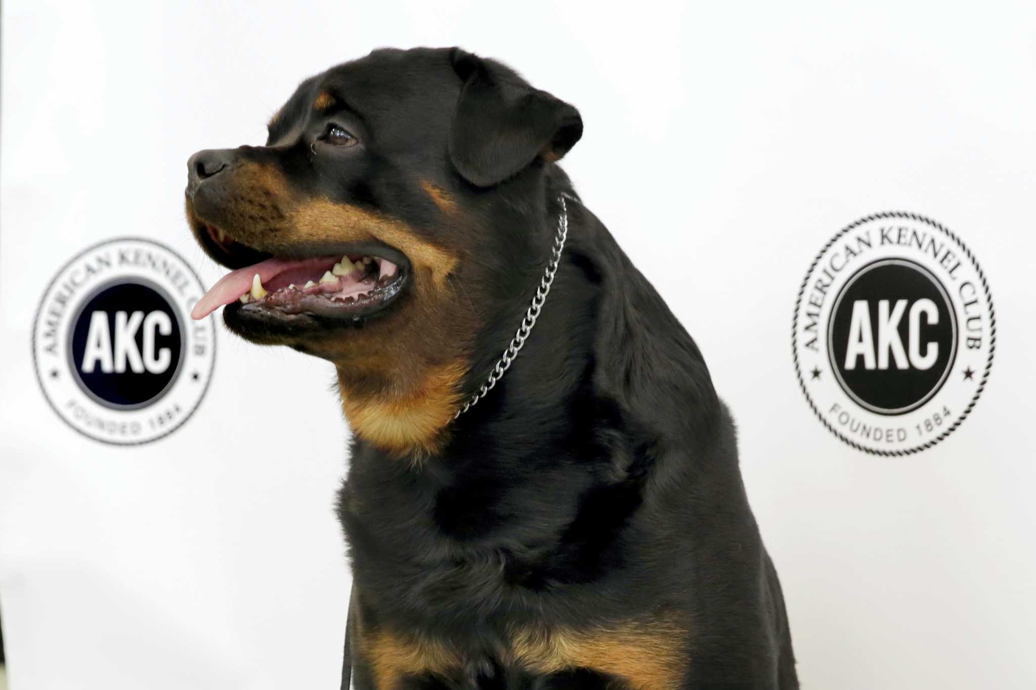 Labs extend record as America’s most popular breed; Rottweilers gain on them