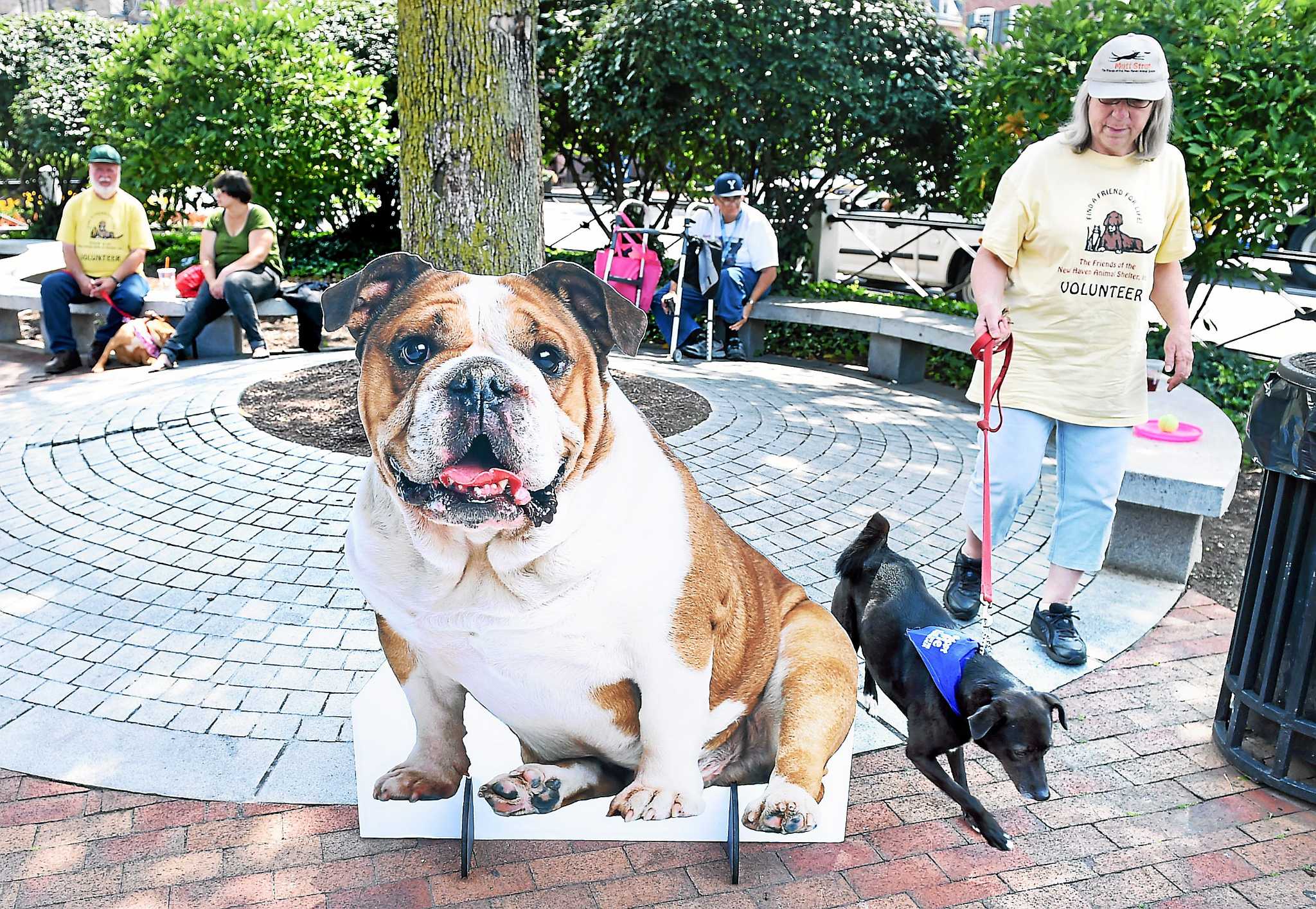 New era for Yale’s Handsome Dan bulldog mascot