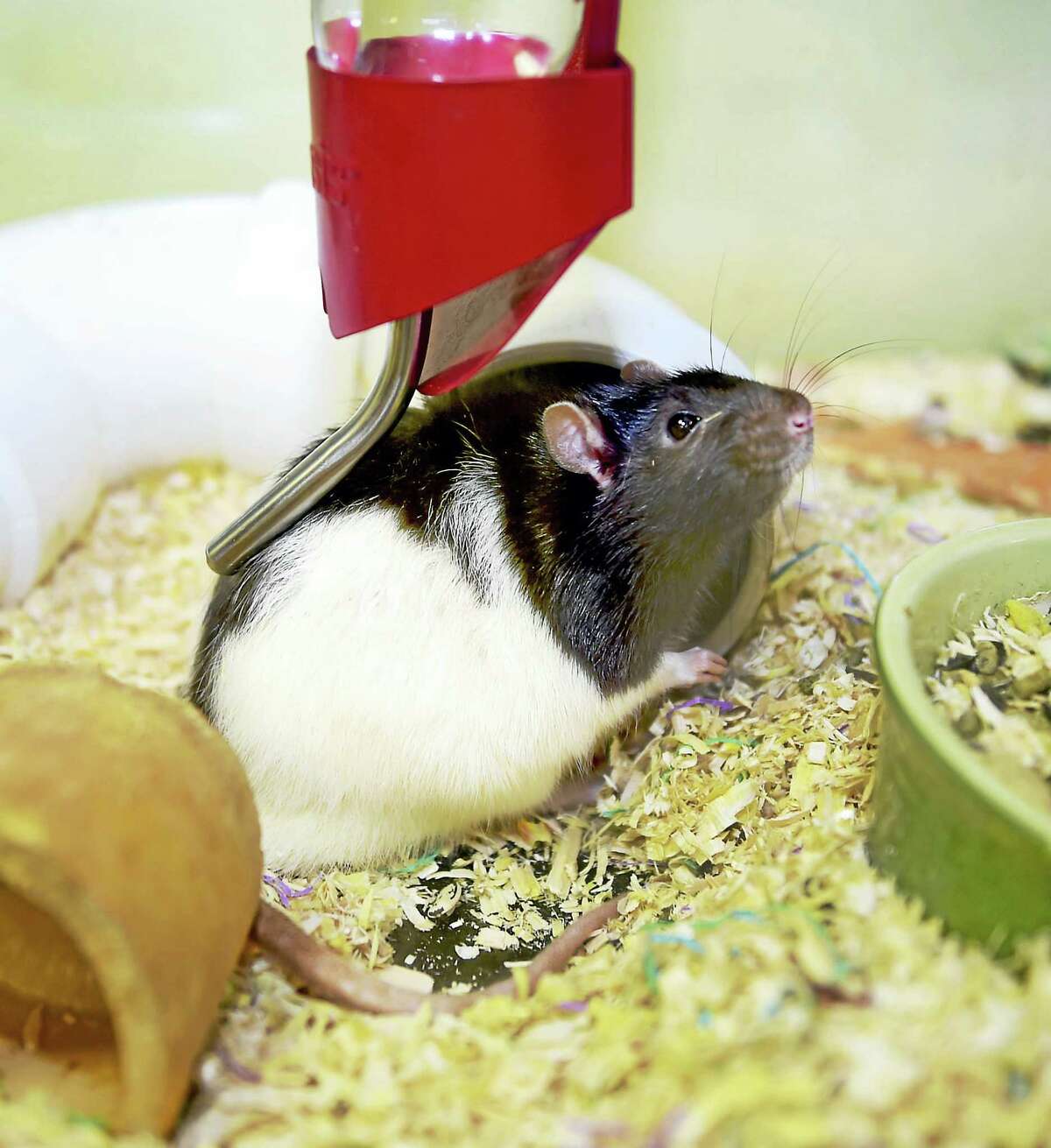 Rats and a chihuahua up for adoption at Dan Cosgrove Animal Shelter in ...