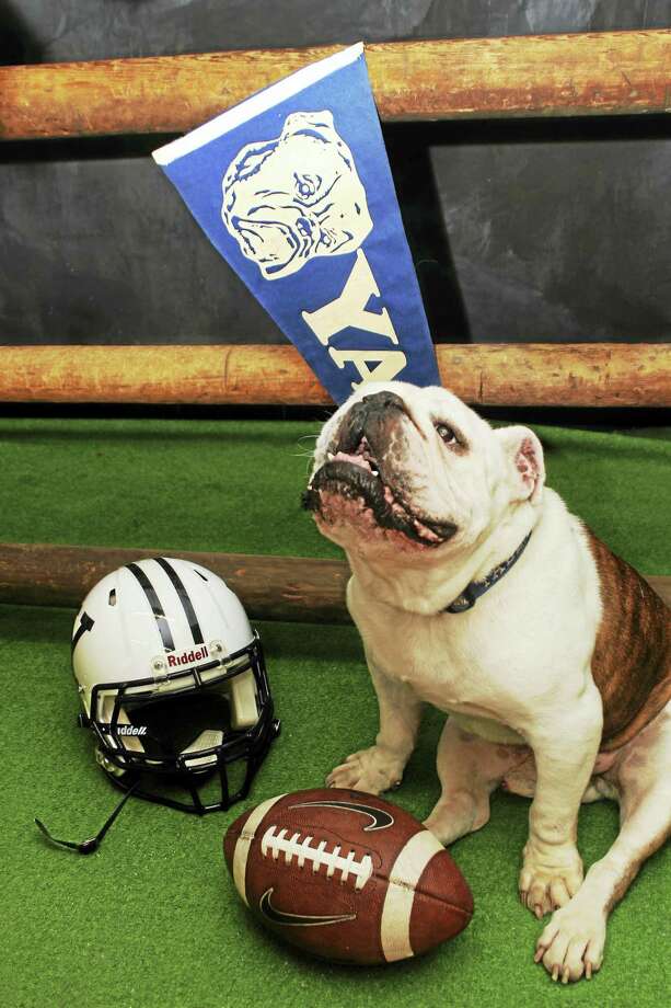 Yale mascot Handsome Dan XVII, aka Sherman, passes away - New Haven ...